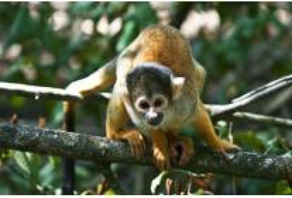 MONKEY LAND - PLETTENBERG BAY